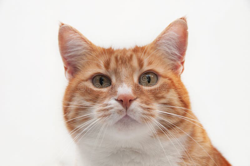 Beautiful ginger cat stock photo. Image of feline, cats - 38598352
