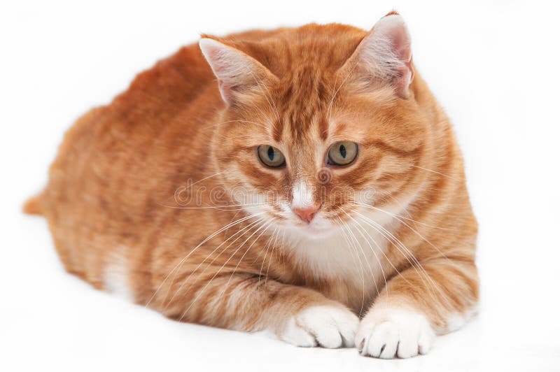Beautiful ginger cat stock photo. Image of anticipation - 38598106