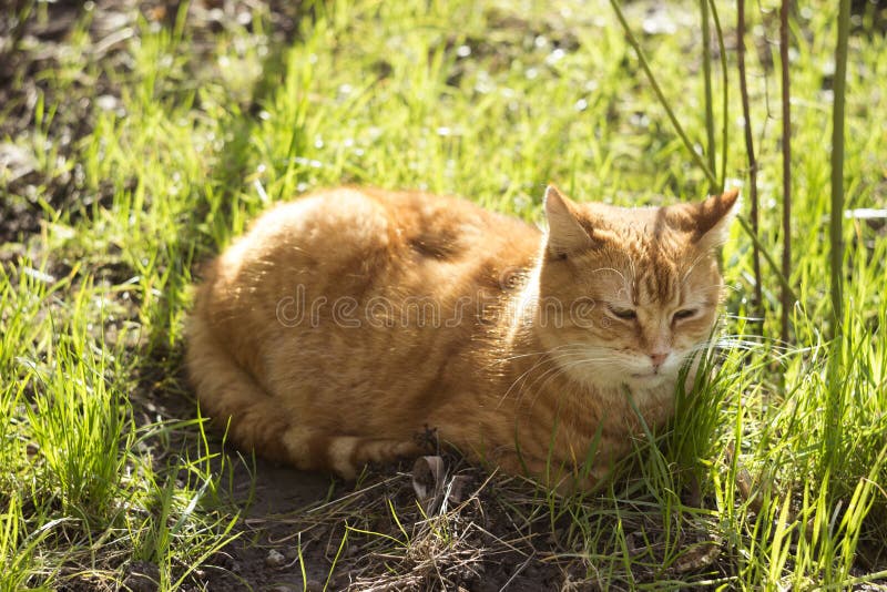 A Beautiful Ginger Cat Enjoys Relaxing in the Sun among Green Grass ...