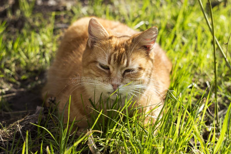 A Beautiful Ginger Cat Enjoys Relaxing in the Sun among Green Grass ...