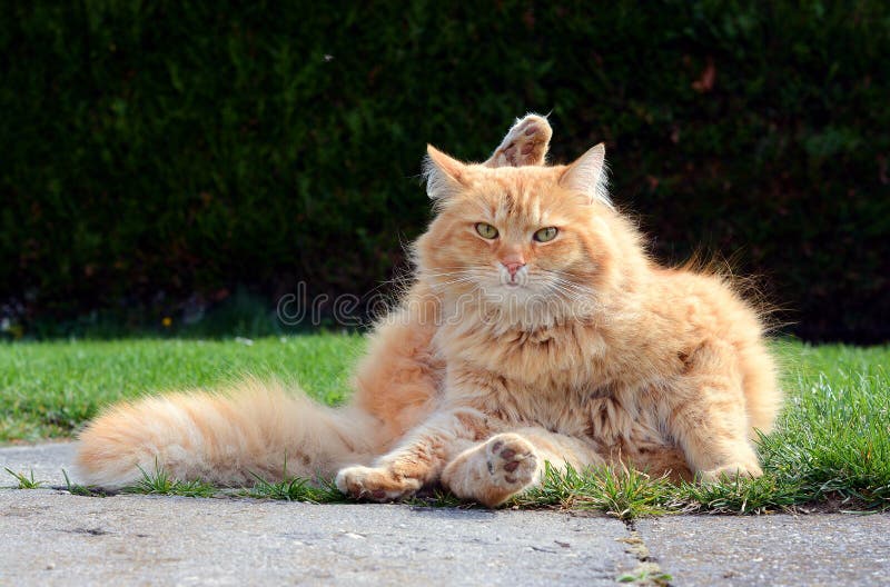 Beautiful ginger cat stock image. Image of fantastic - 39808543