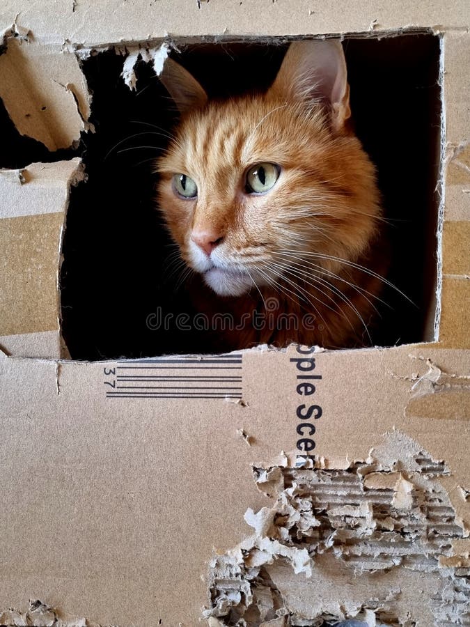 A Beautiful Ginger Cat with Green Eyes Looking Outside from a Box, Sad ...