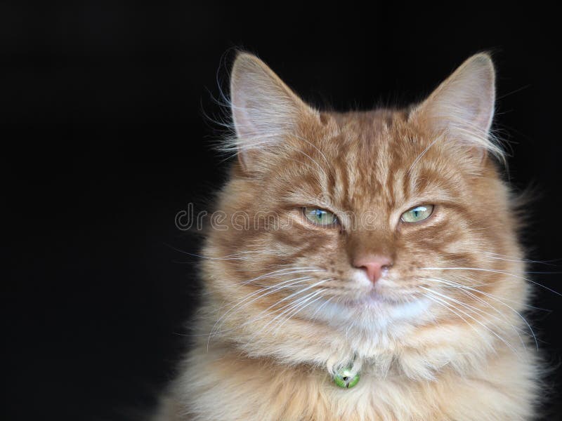 Beautiful Ginger Cat stock image. Image of shot, kitten - 111719637