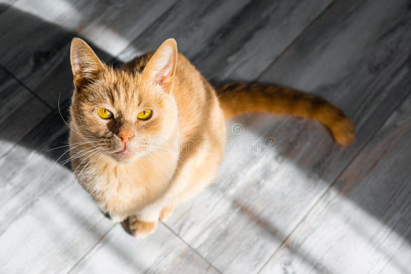 Beautiful Ginger Cat Looking into Camera Lens Stock Photo - Image of ...