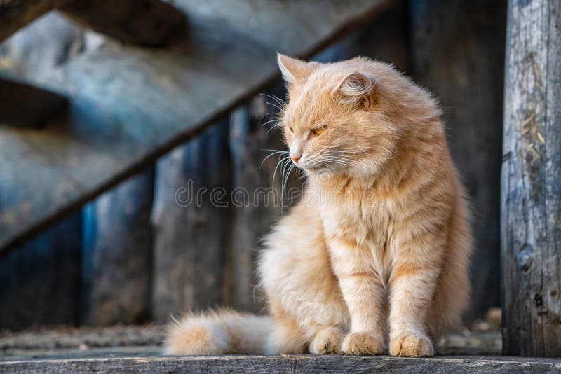 Beautiful Ginger Cat Looking To the Side Stock Photo - Image of beauty ...