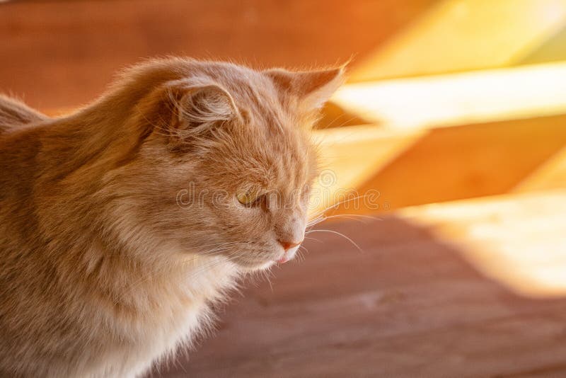 Beautiful Ginger Cat Looking To the Side Stock Image - Image of kitten ...