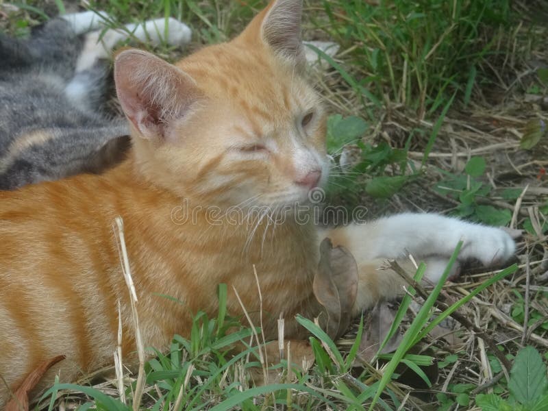 A Beautiful Ginger Cat Lying in the Garden Stock Image - Image of lawn ...