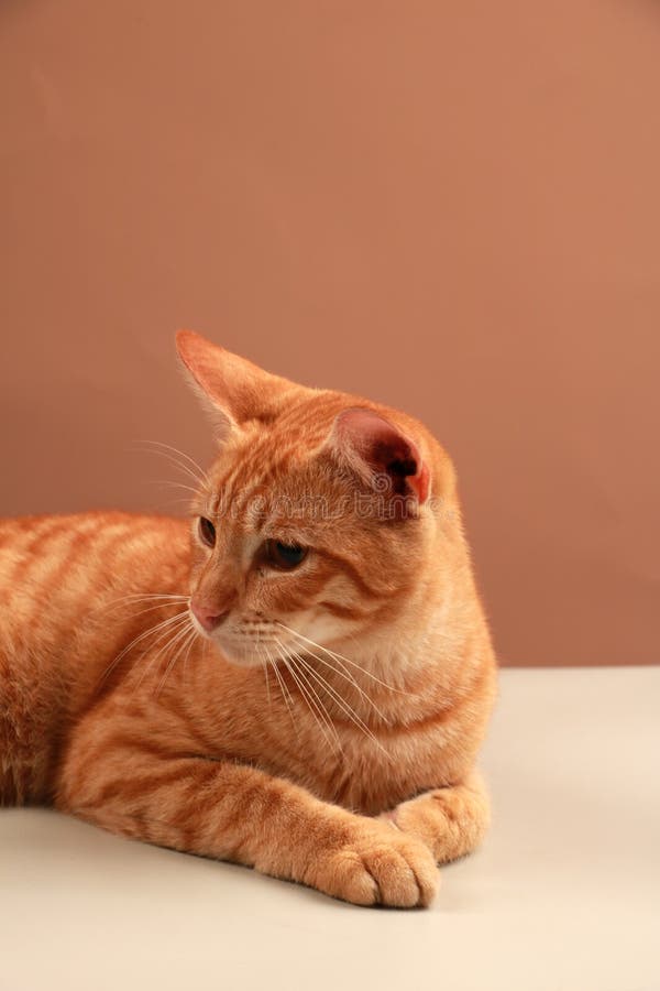 Beautiful Ginger Cat Lying on a Neutral Surface with Peaceful ...