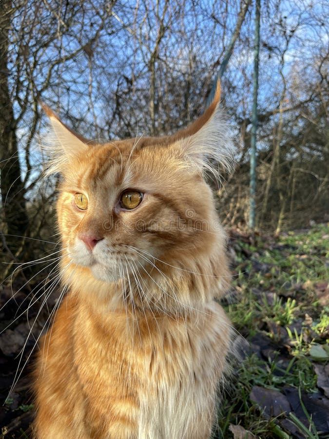 The main coon cat stock image. Image of whiskers, wildcat - 271717269