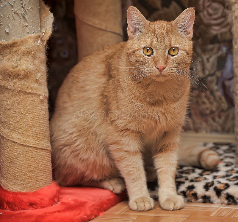 Ginger Cat with Orange Eyes Stock Image - Image of face, creature ...