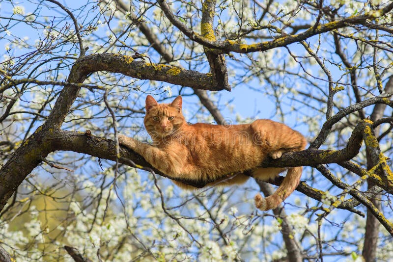 Beautiful Ginger Cat on Plum Tree in Spring Time. Stock Photo - Image ...
