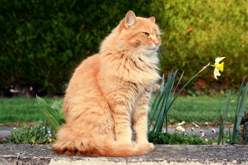 Beautiful Ginger Cat Relaxes Stock Image - Image of golden, kitty: 39808345