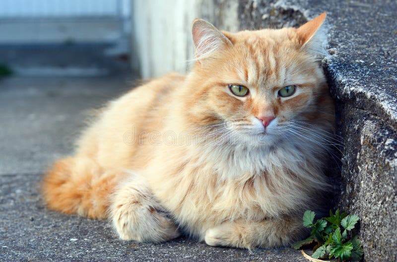 Beautiful Ginger Cat Relaxes Stock Photo - Image of beauty, adorable ...