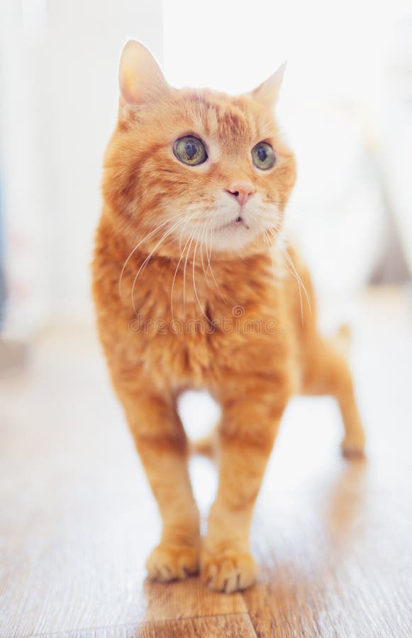 Beautiful ginger cat. stock image. Image of hairy, eyes - 247396001