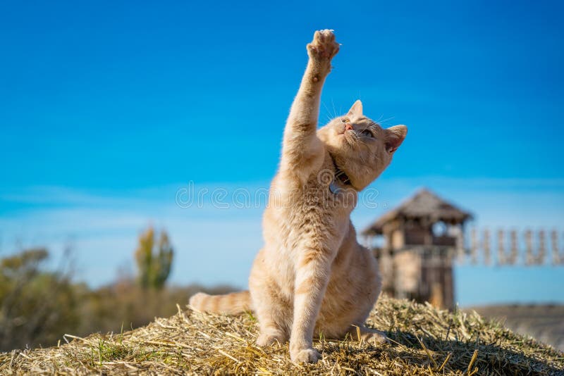 Beautiful Ginger Cat Sitting Playing on the Nature Stock Image - Image ...
