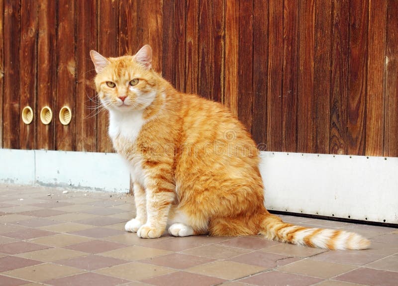 Beautiful ginger cat stock image. Image of domestic, large - 44875243
