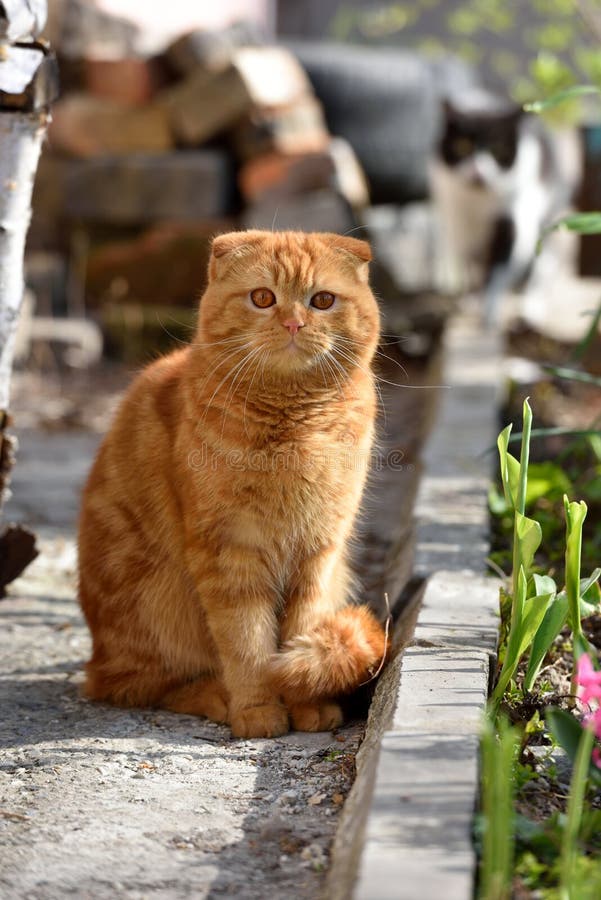 A beautiful ginger cat stock image. Image of whiskers - 92260241