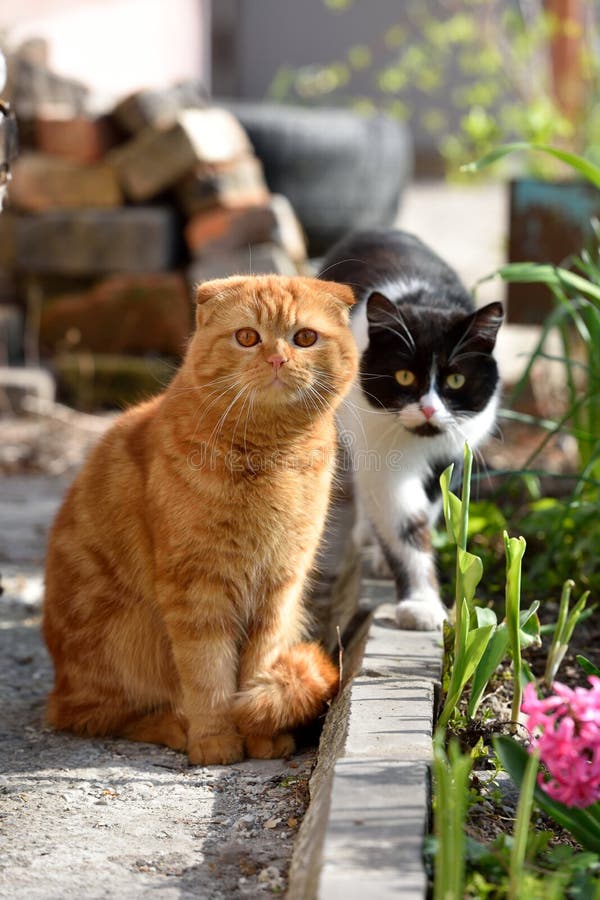A beautiful ginger cat stock image. Image of walks, snout - 92260421