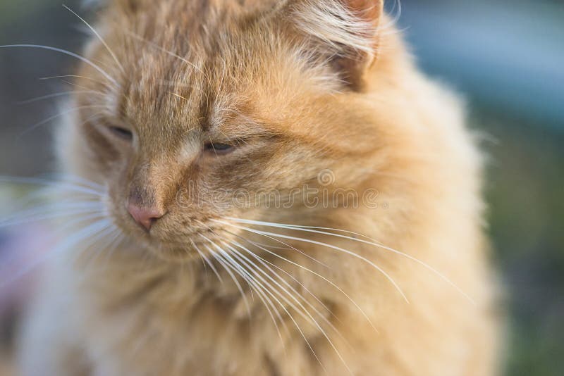 Beautiful Ginger Fluffy Cat Stock Photo - Image of fluffy, sunlight ...