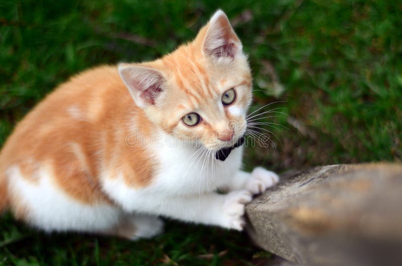 A Beautiful Ginger Kitten Playing in a Garden Stock Photo - Image of ...