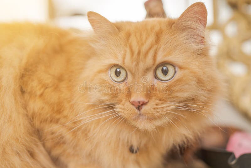 Beautiful Ginger Long Hair Cat Sitting on Table at Home Stock Photo ...