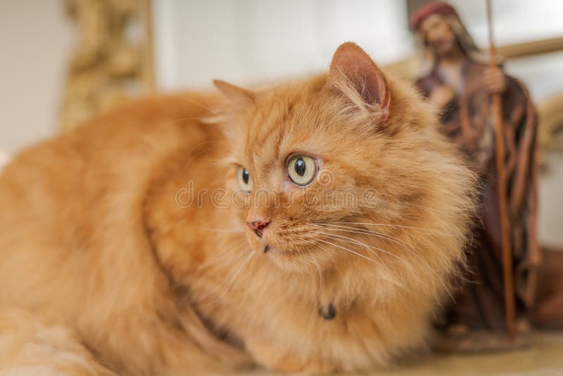 Beautiful Ginger Long Hair Cat Sitting on Table at Home Stock Photo ...