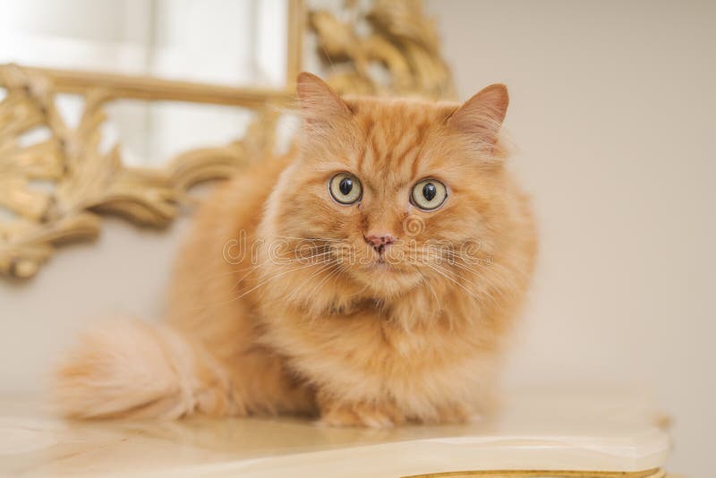 Beautiful Ginger Long Hair Cat Sitting on Table at Home Stock Photo ...