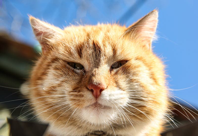 Ginger Stray Cat Close-up, Looking at the Camera at the Cat Park ...