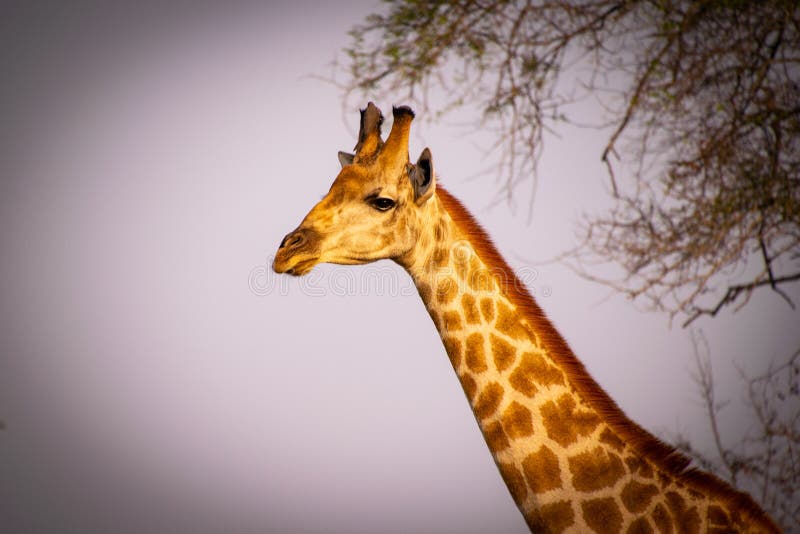 Beautiful Giraffe Coat Patterns Stock Image - Image of africa, reserve ...
