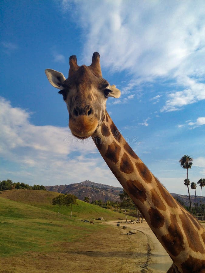 Sky`s saying `hello` stock photo. Image of chmury, covered - 141023742