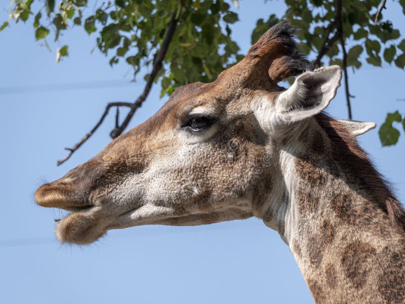 Beautiful Giraffe Stands Tall on Blue Sky Background Stock Photo ...