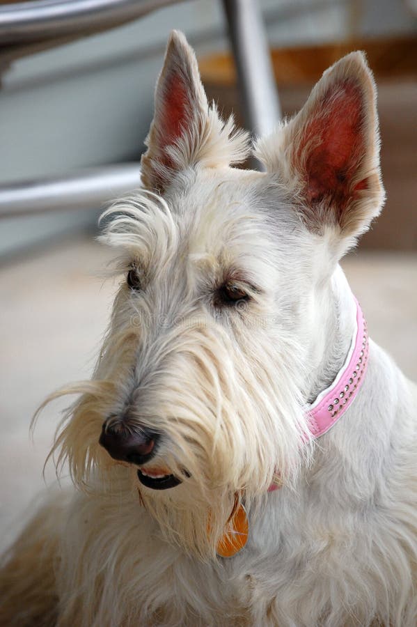 Beautiful Girl! stock photo. Image of pets, terriers, scottish - 6416076