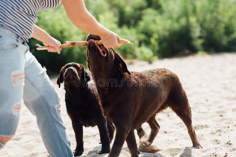 Beautiful Girl is Playing with Brown Labradors Stock Image - Image of ...