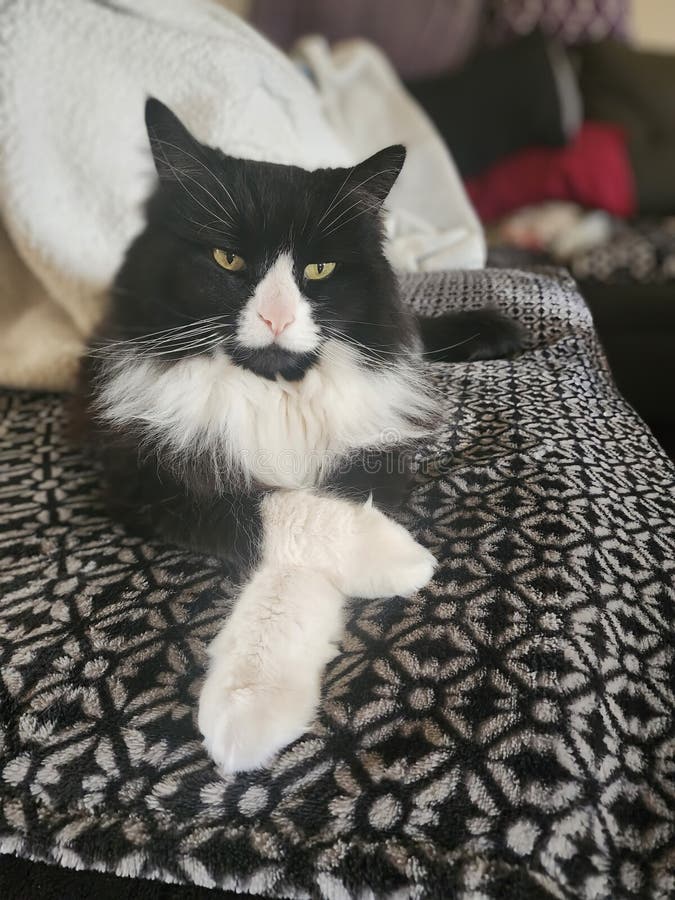 Beautiful Girl Sitting Like a Lady Stock Photo - Image of lady, like ...