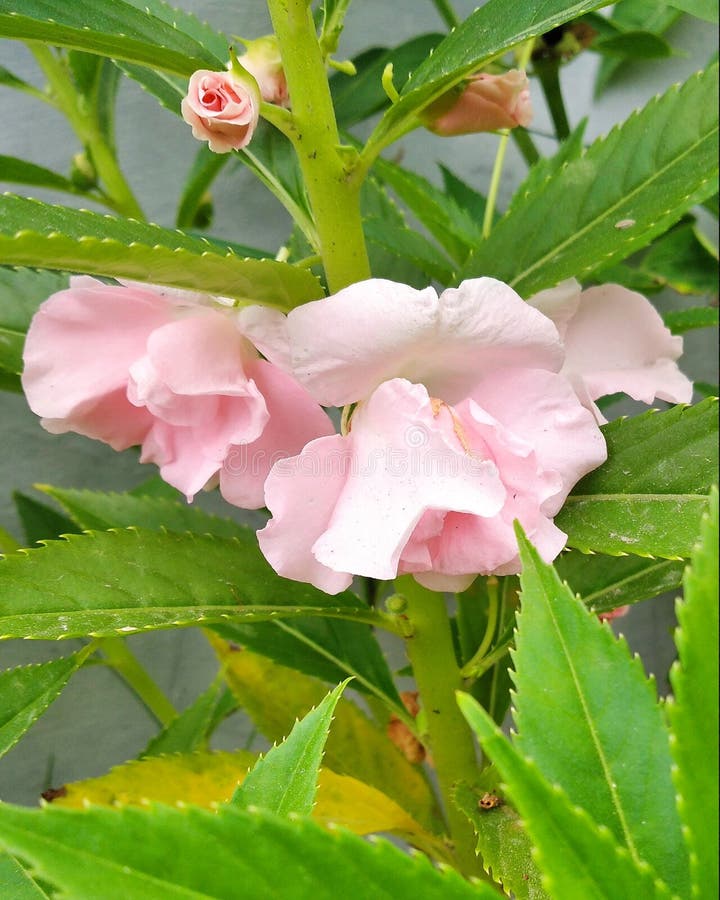 Beautiful Girlfriend Flowers Have a Mixture of Two Different Colors ...