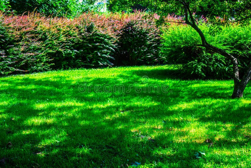 A Beautiful Glade with Bushes. Beautiful Landscape. Background. Stock ...