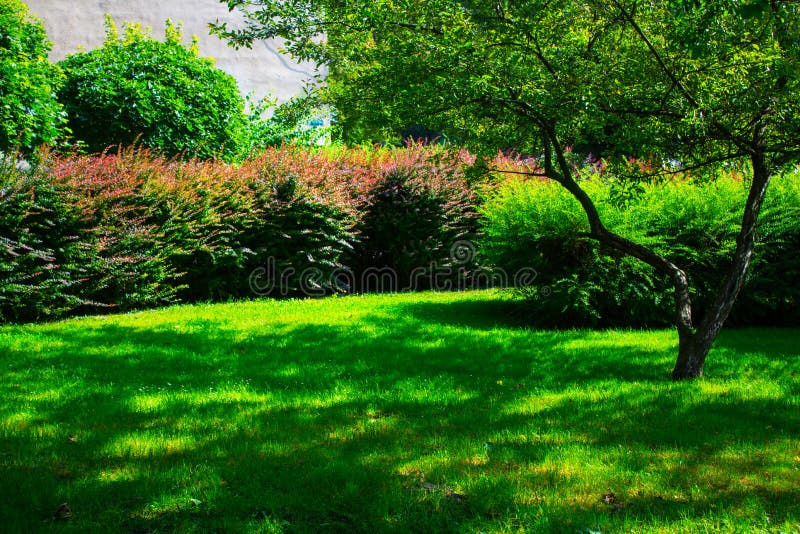 A Beautiful Glade with Bushes. Beautiful Landscape. Background. Stock ...