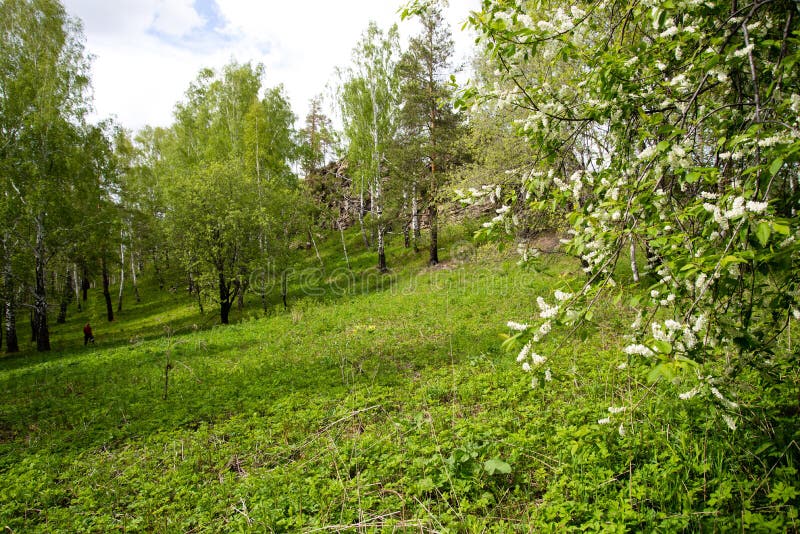 Beautiful glade in wood stock photo. Image of green, land - 64563822