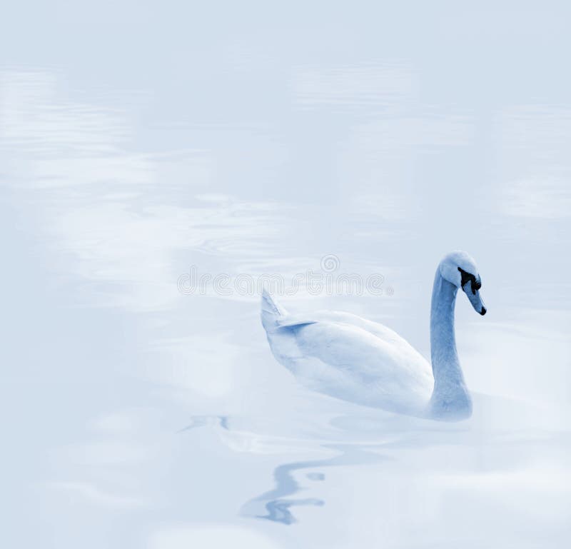 Beautiful gliding swan stock image. Image of gliding, quiet - 2114209