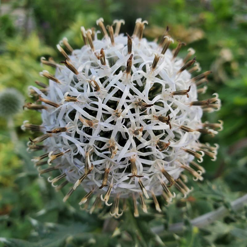 Beautiful Globe Thistle Plant Weird Flower Stock Photo - Image of plant ...