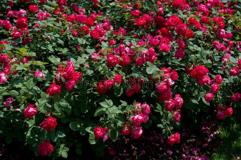 Beautiful, Glorious Garden of Red Roses Stock Photo - Image of ...