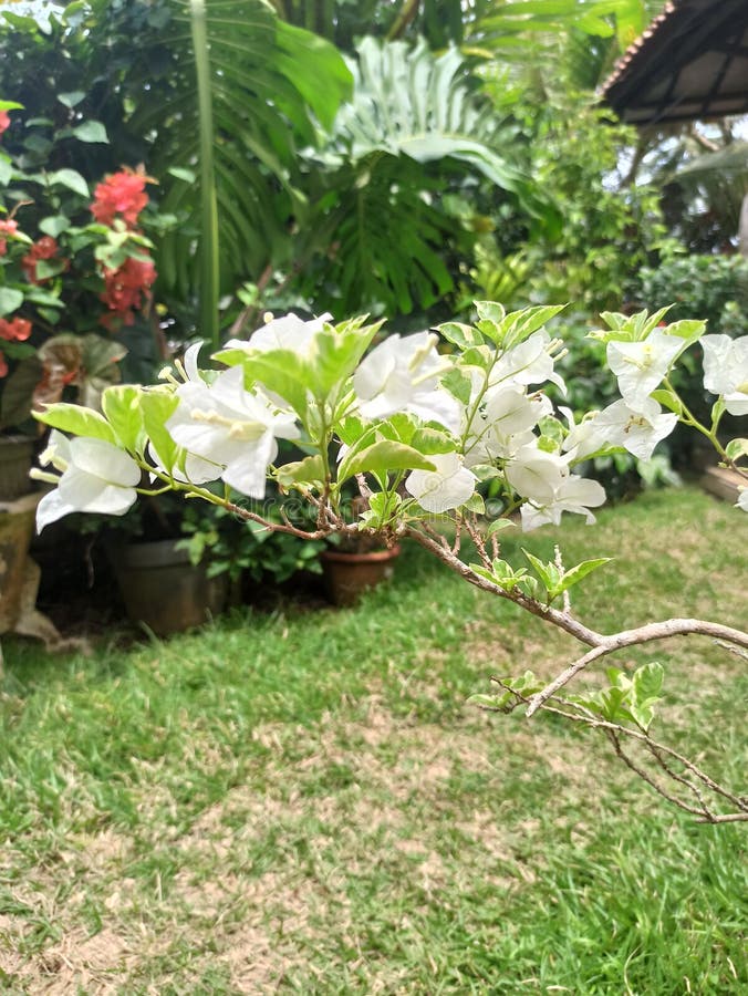 Glower stock image. Image of expressions, healthy, children - 3910505