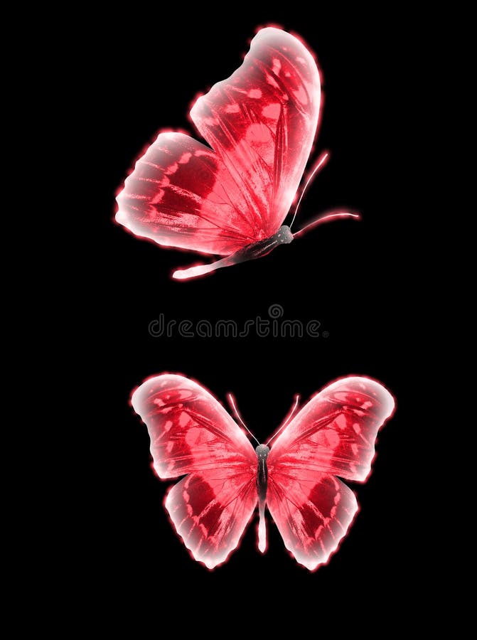 Beautiful Glowing Colored Butterfly Isolated on Black Background Stock ...