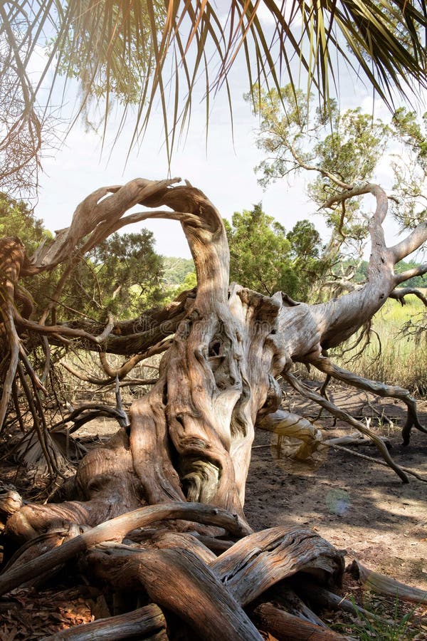 Gnarly Tree Bark Rushmere Bedfordshire Stock Photo - Image of colur ...