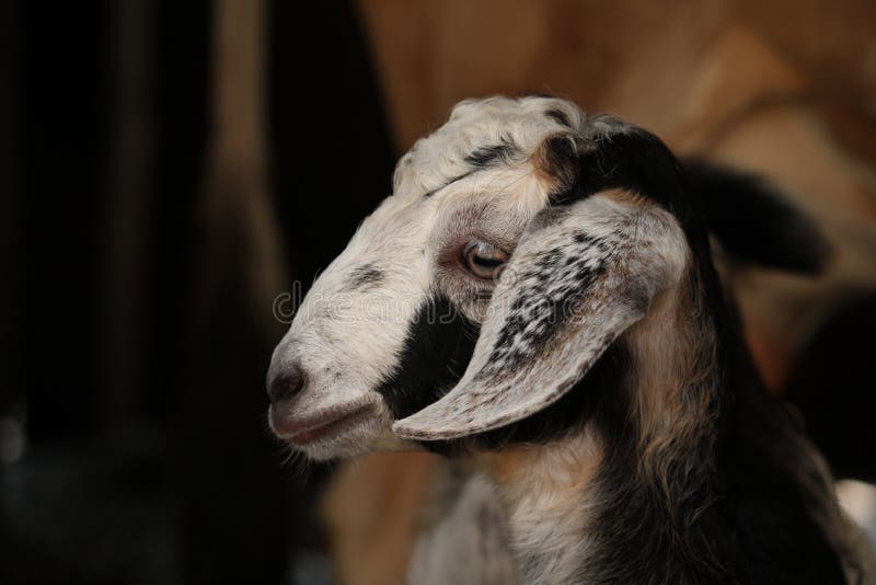 A beautiful goat. stock photo. Image of animal, organ - 201219530