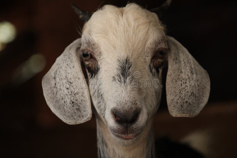 A beautiful goat. stock image. Image of head, grazing - 201219963