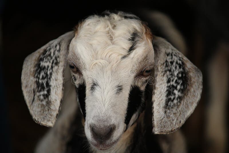 A beautiful goat. stock photo. Image of wildlife, mammal - 201231716