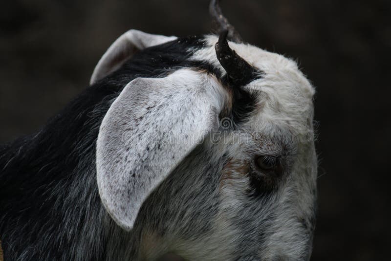 A beautiful goat. stock photo. Image of mane, wildlife - 201233960