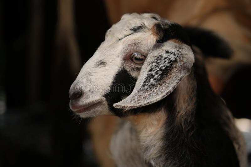 A beautiful goat. stock image. Image of bull, wildlife - 201213075