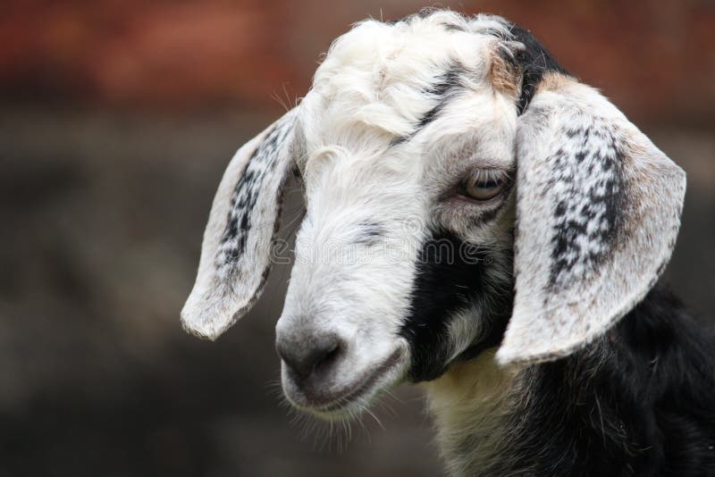 A beautiful goat. stock image. Image of horn, bovine - 201226171
